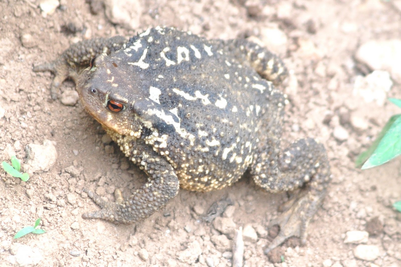 Imagens da vida animal: Sapo-comum (Bufo bufo)