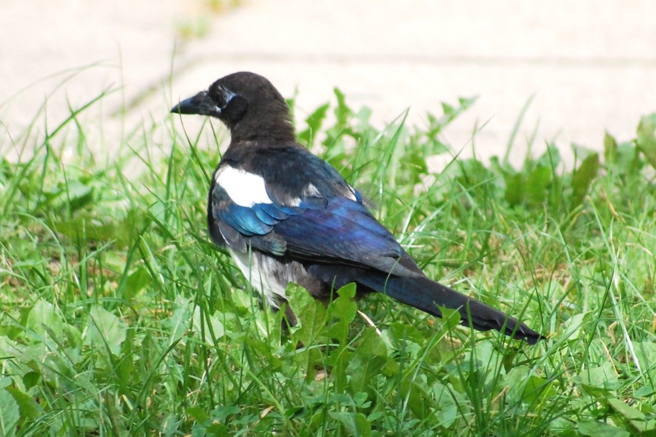 Imagens da vida animal: Pega-rabilonga (Pica-pica)