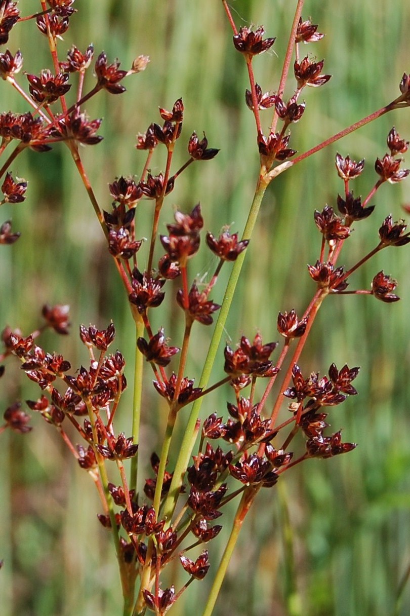 Plantas: Beleza e Diversidade: Junco-articulado (Juncus articulatus)