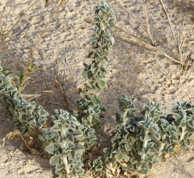 Plantas: Beleza e Diversidade: Luzerna-das-areias (Medicago marina)