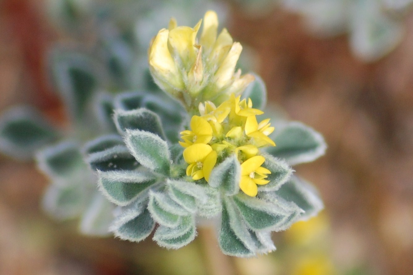 Plantas: Beleza e Diversidade: Luzerna-das-areias (Medicago marina)