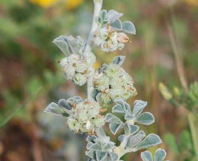 Plantas: Beleza e Diversidade: Luzerna-das-areias (Medicago marina)