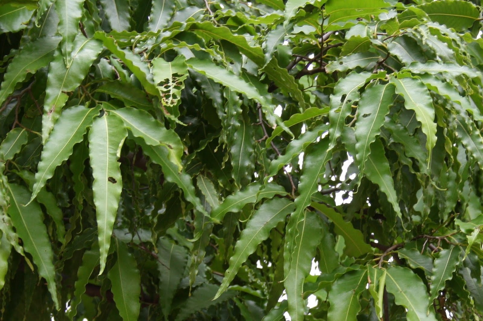 Mudas De Arvore Choupala Sale Online | www.oceanproperty.co.th