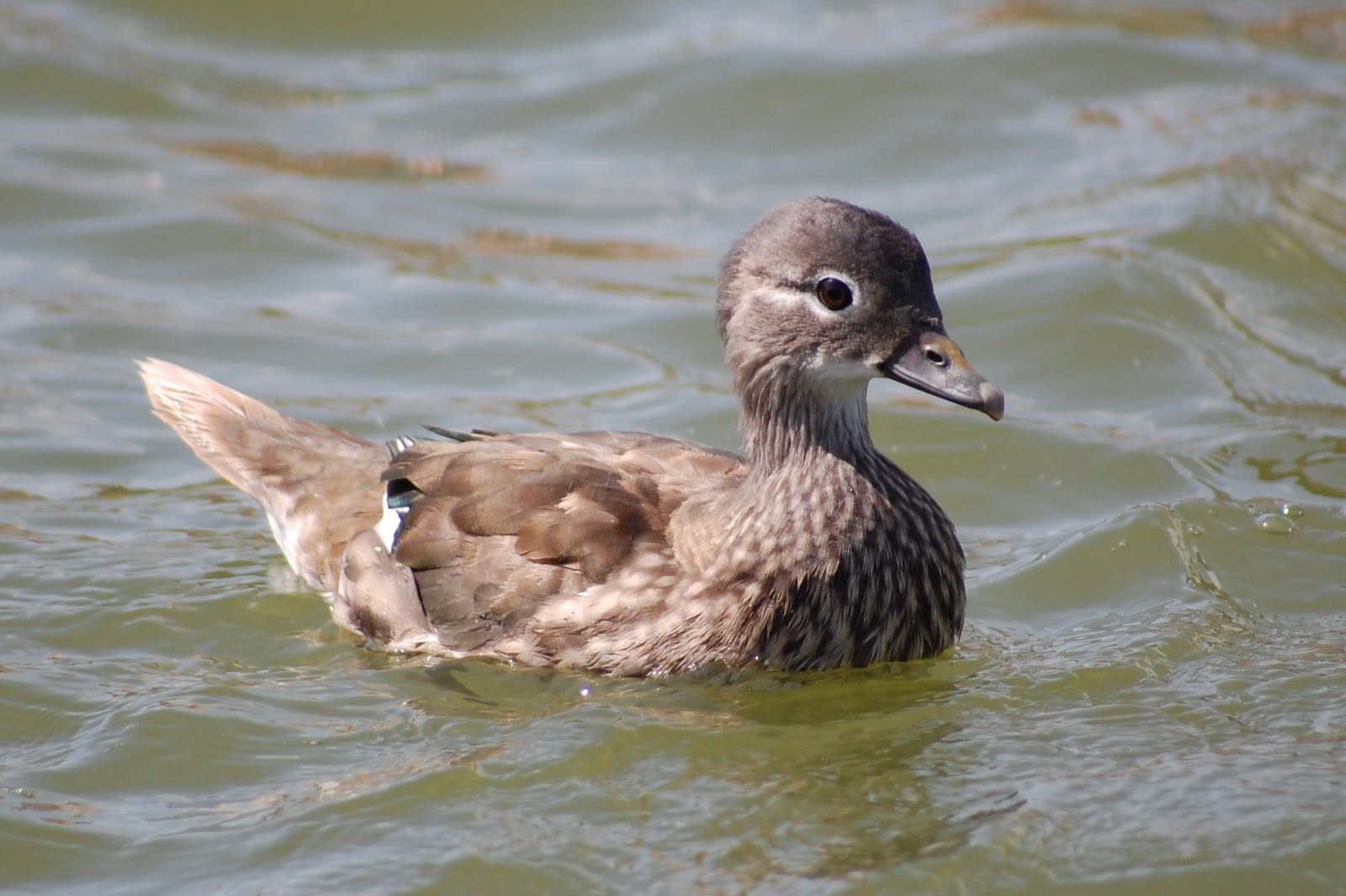 TERRA DAS AVES: Pato-mandarim (Aix galericulata)