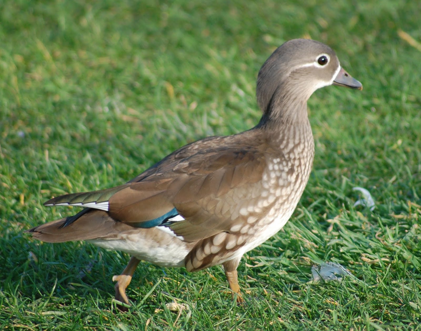 TERRA DAS AVES: Pato-mandarim (Aix galericulata)