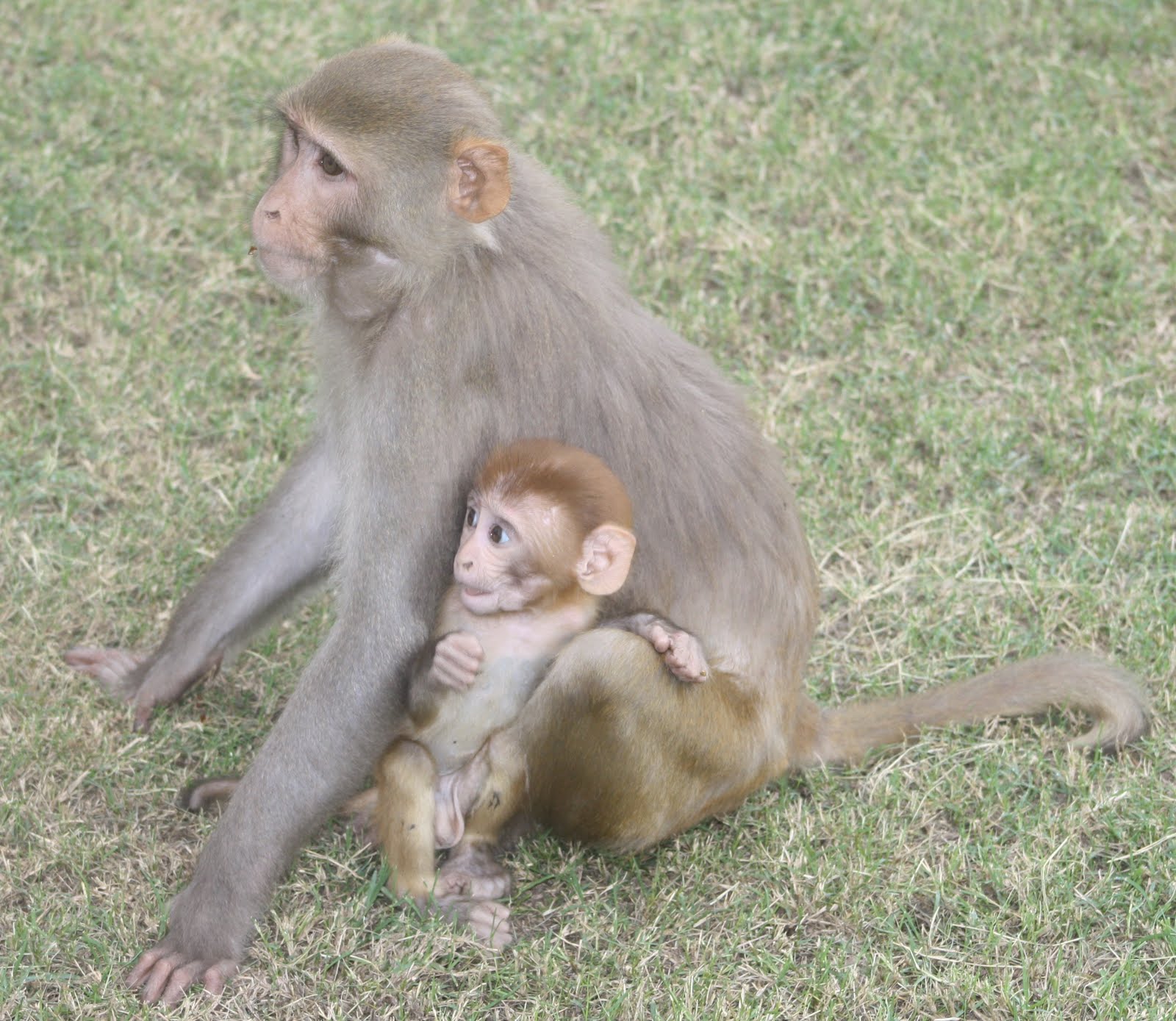 Imagens da vida animal: Cenas da vida animal : Macaco-rhesus