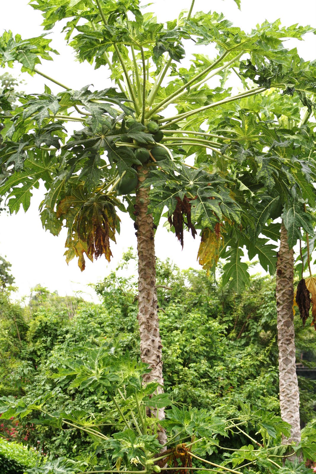 Plantas: Beleza e Diversidade: Mamoeiro (Carica papaya)