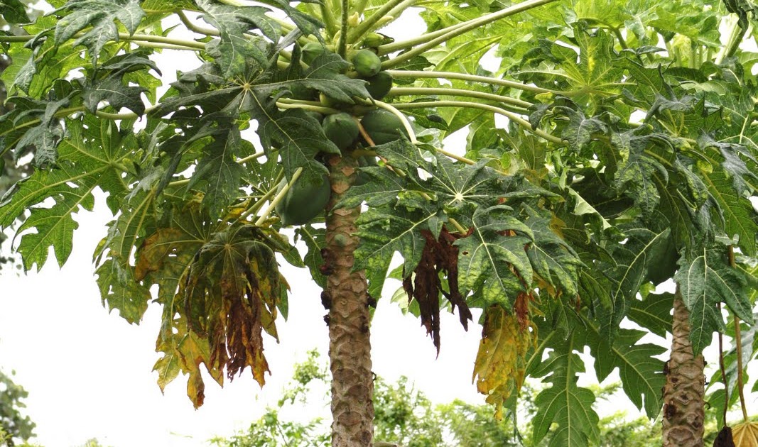 Plantas: Beleza e Diversidade: Mamoeiro (Carica papaya)