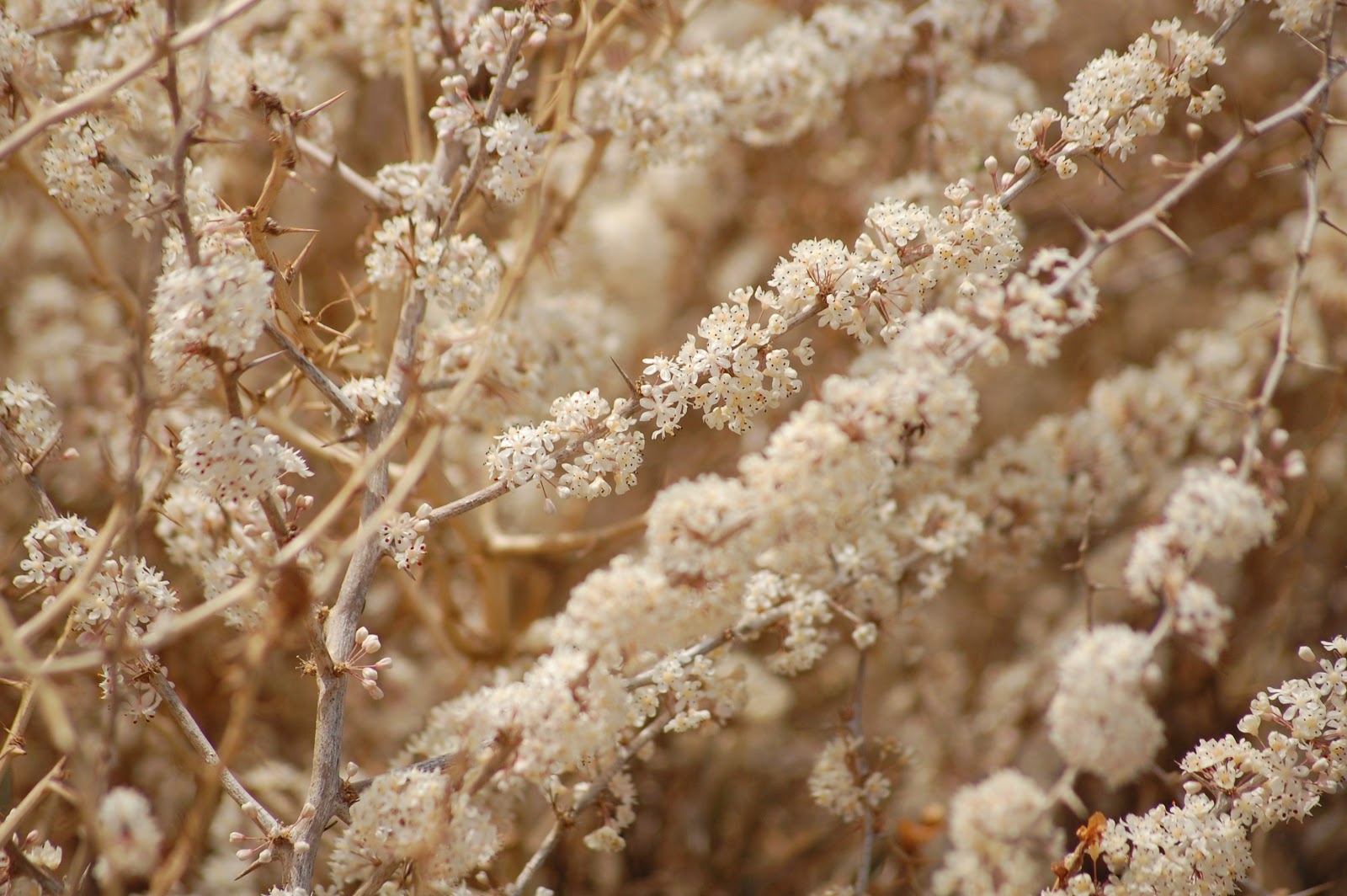 Plantas: Beleza e Diversidade: Estrepes (Asparagus albus)