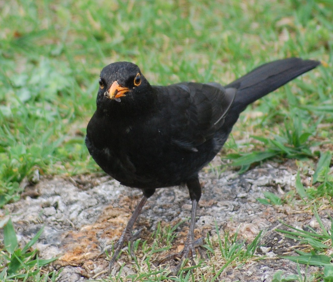 TERRA DAS AVES: Melro-preto (Turdus merula) (Machos)
