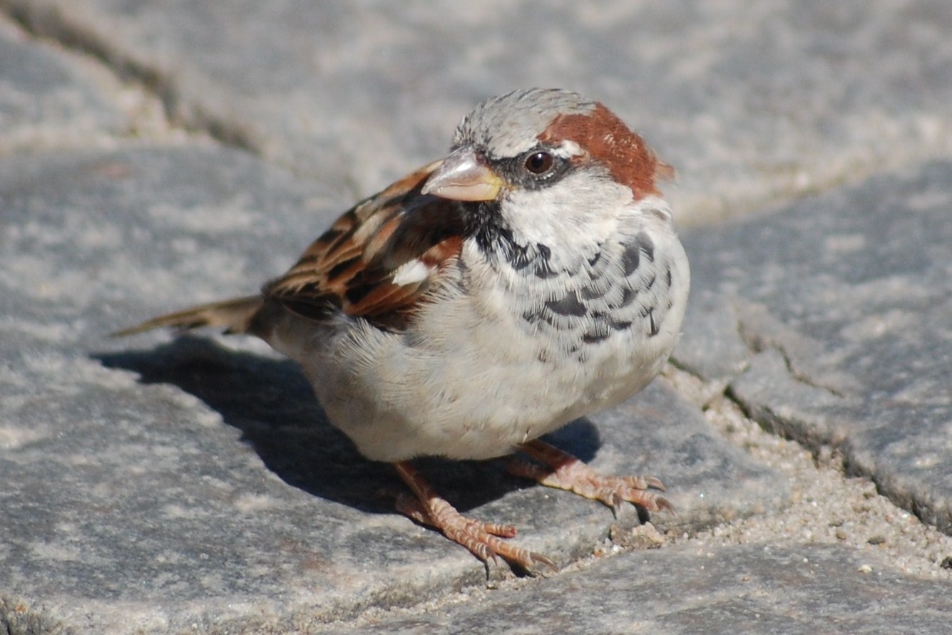 TERRA DAS AVES: Pardal-comum (Passer domesticus)(Macho)