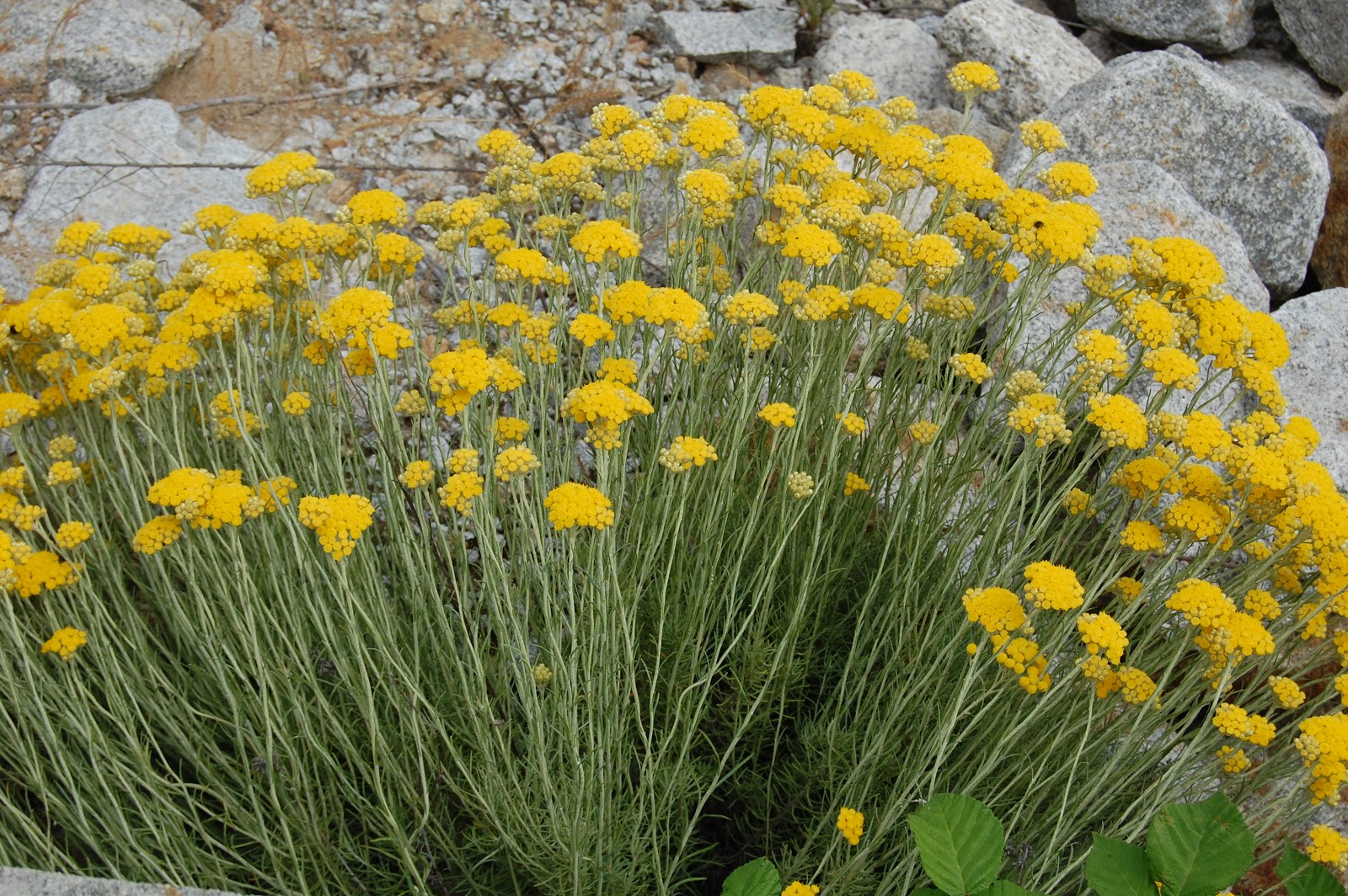 Plantas: Beleza e Diversidade: Marcenilha (Helichrysum stoechas)