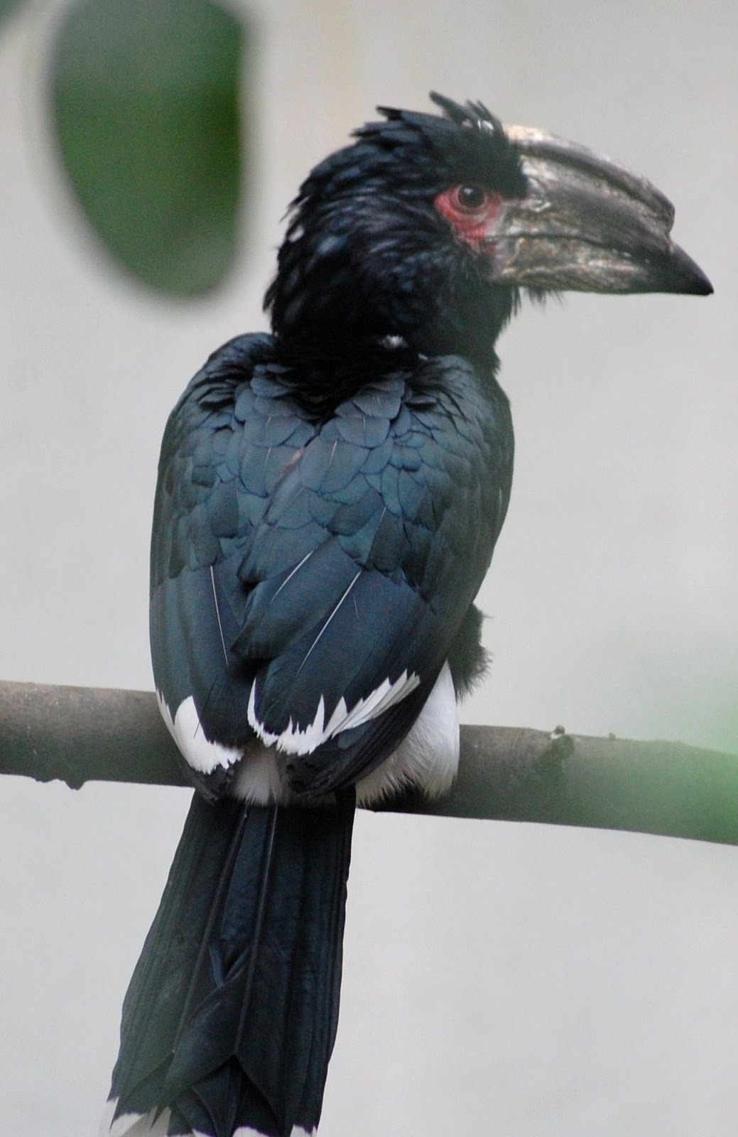 TERRA DAS AVES: Calau-trombeteiro (Bycanistes bucinator)