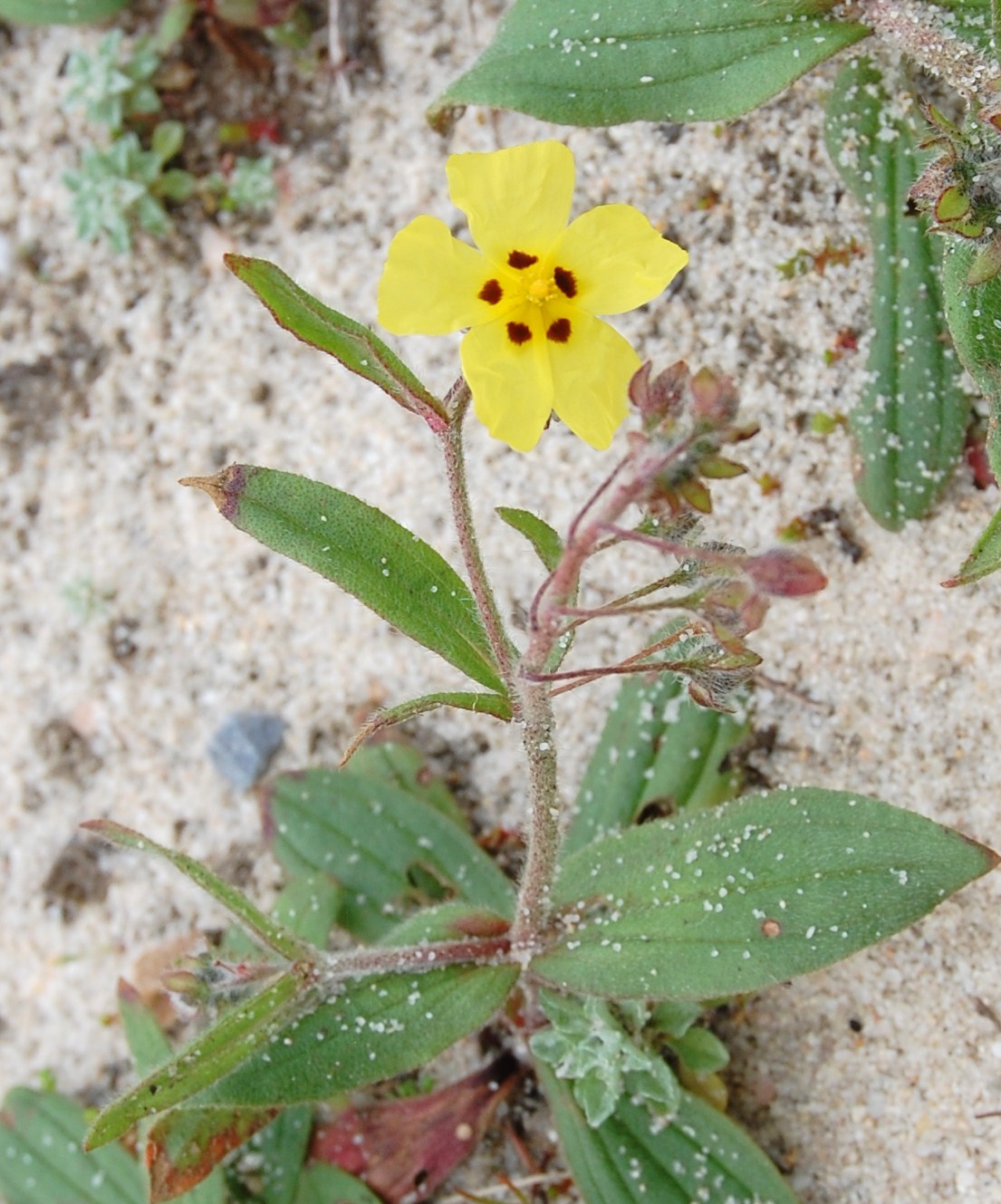 Tuberaria - Alchetron, The Free Social Encyclopedia