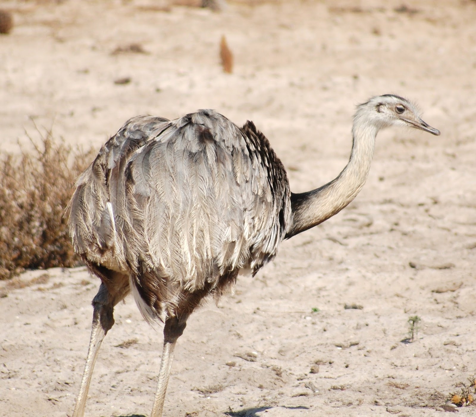 TERRA DAS AVES: Nandu (Rhea americana)