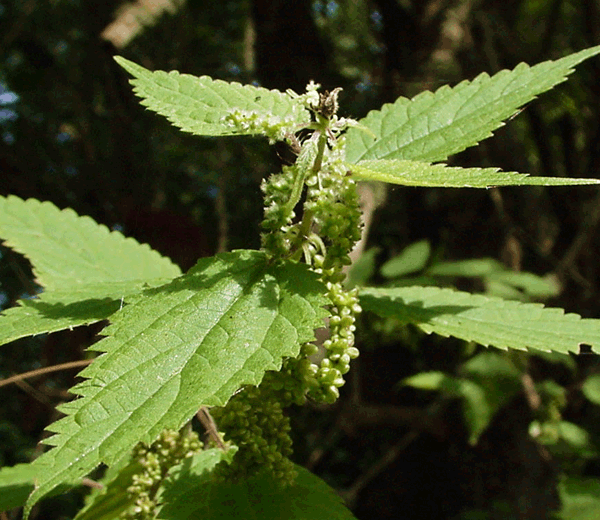 ACHS Holistic Health News Blog: How to Cook with Nettles and Make ...
