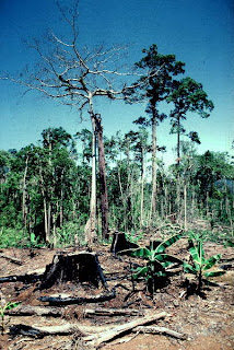 II-BEEology: ╫KAINGIN ->by: KIMBERT FERNANDEZ