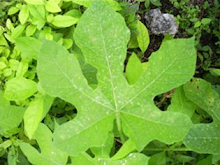 PRINGAMOSA ARTE Y CIUDAD: Pringamosa en la Ciudad