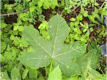 PRINGAMOSA ARTE Y CIUDAD: Pringamosa en la Ciudad