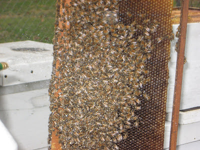 WV Beekeeper - Cass Cohenour: Strengthening a Weak Colony
