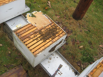 WV Beekeeper - Cass Cohenour: Strengthening a Weak Colony