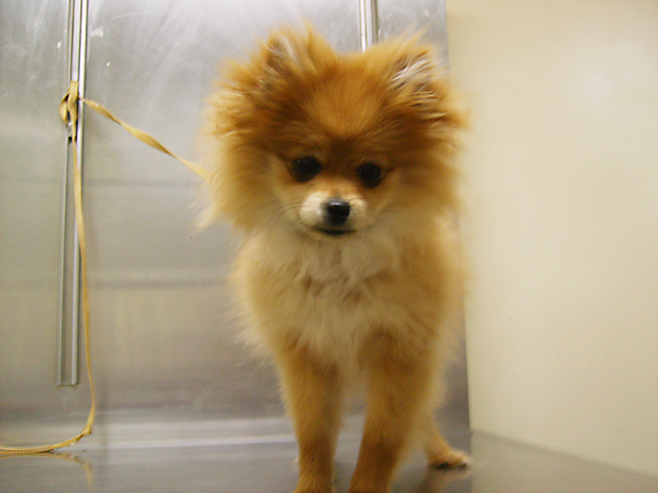 Dr. Andy Mathis- The Animals and Other Stuff: Ginger - Pomeranian Puppy ...