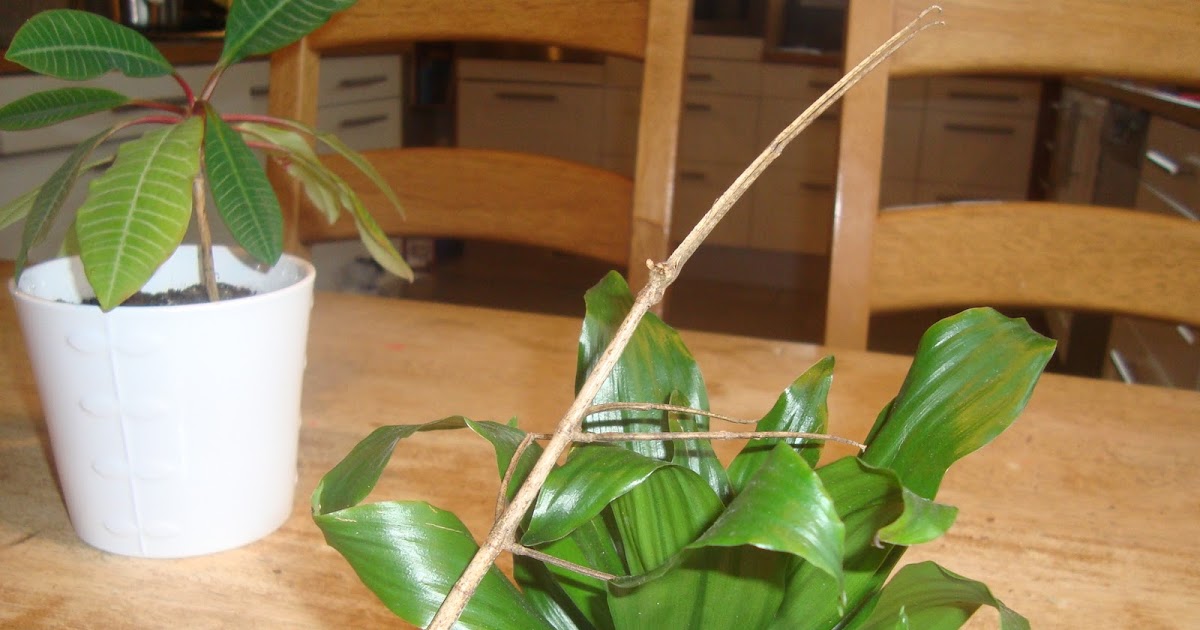 phasma: ramulus nematodes ''blue''