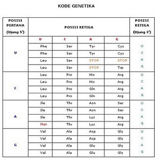 Kode genetic yaitu instruksi berupa kode-kode yang merumuskan jenis ...