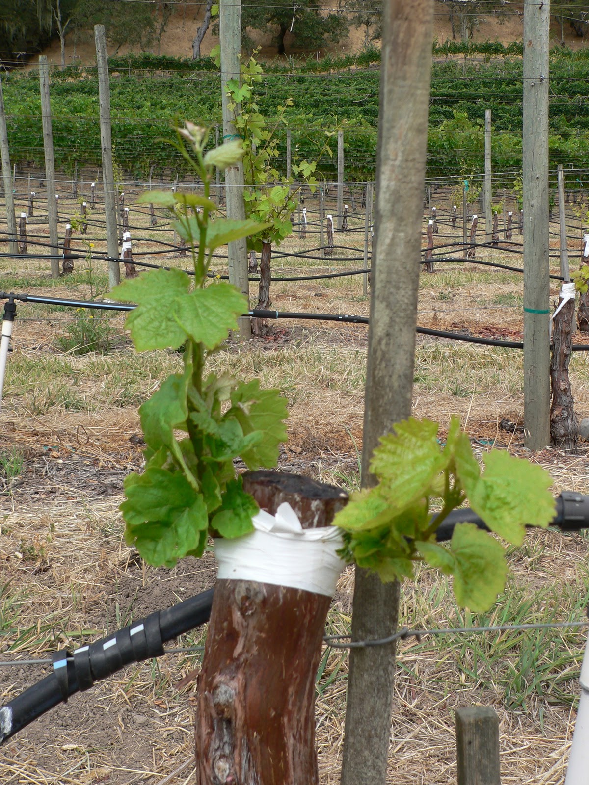 Inside the artisan: New vine grafts in the vineyard