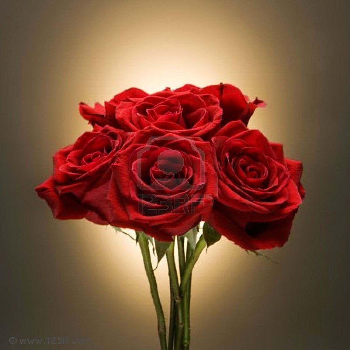 Rosas rojas HD - Imagui