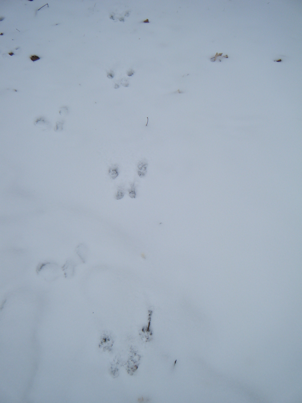 What About Pie: chicken tracks...and other critter tracks as well!