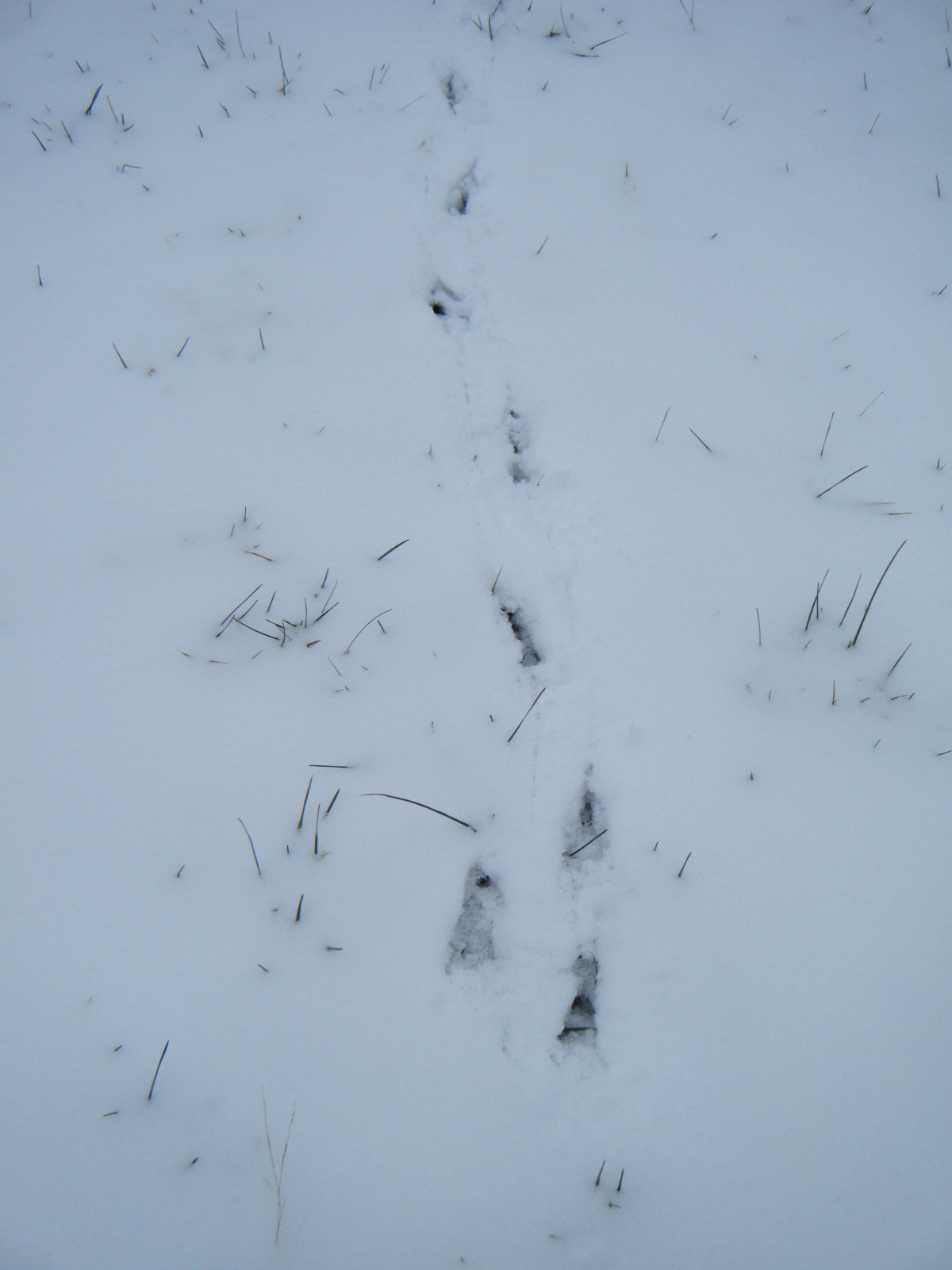 What About Pie: chicken tracks...and other critter tracks as well!
