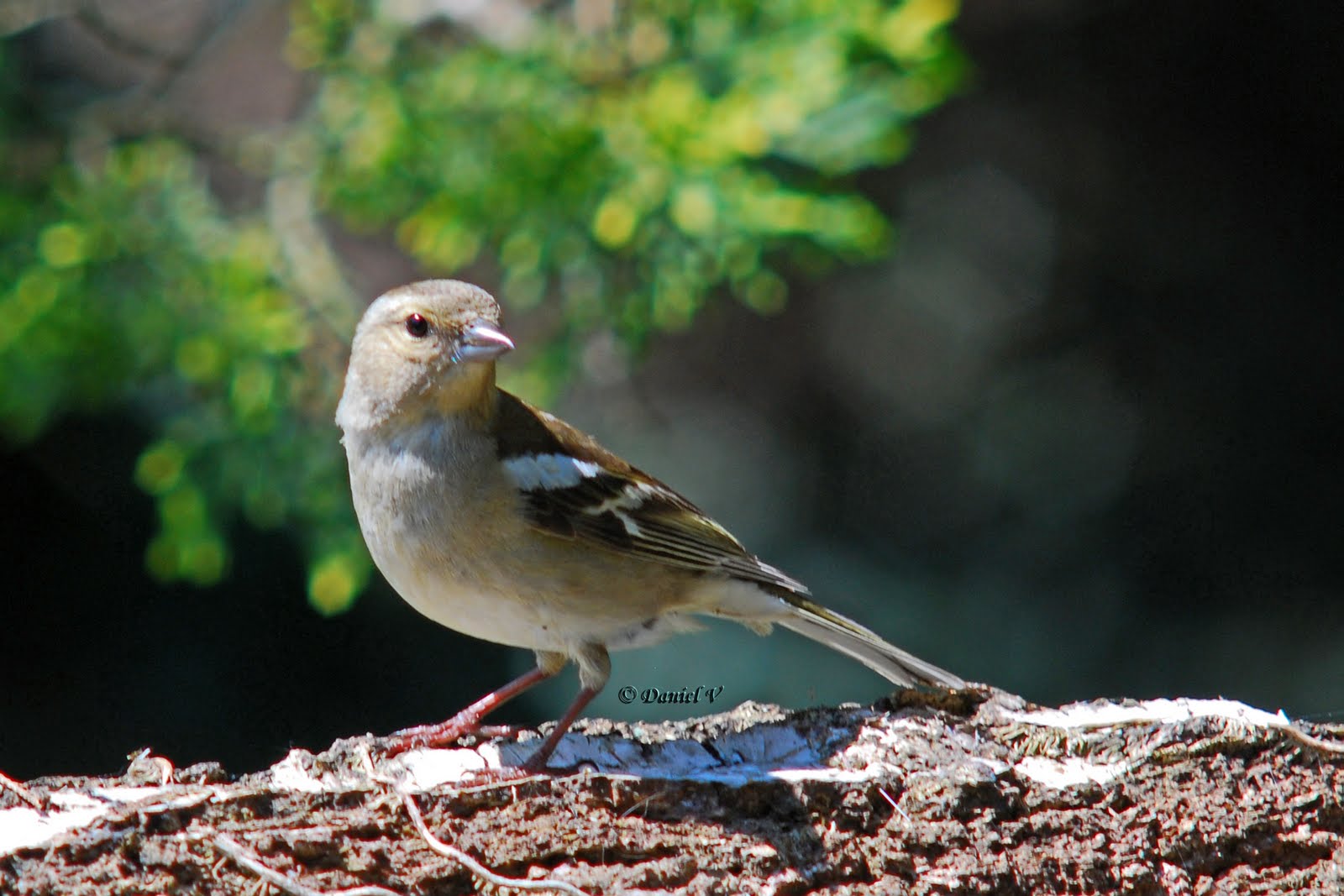Les oiseaux du 27: Le pinson des arbres
