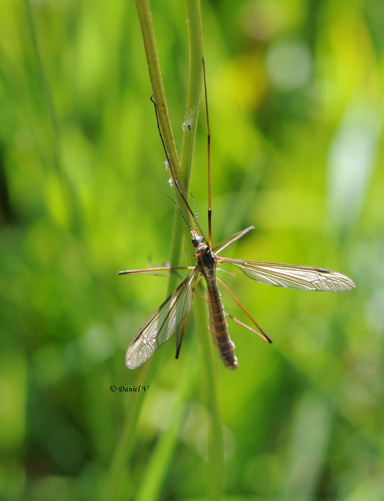 Macrophoto plaisir passion: Tipule potagère, tipula oleracea