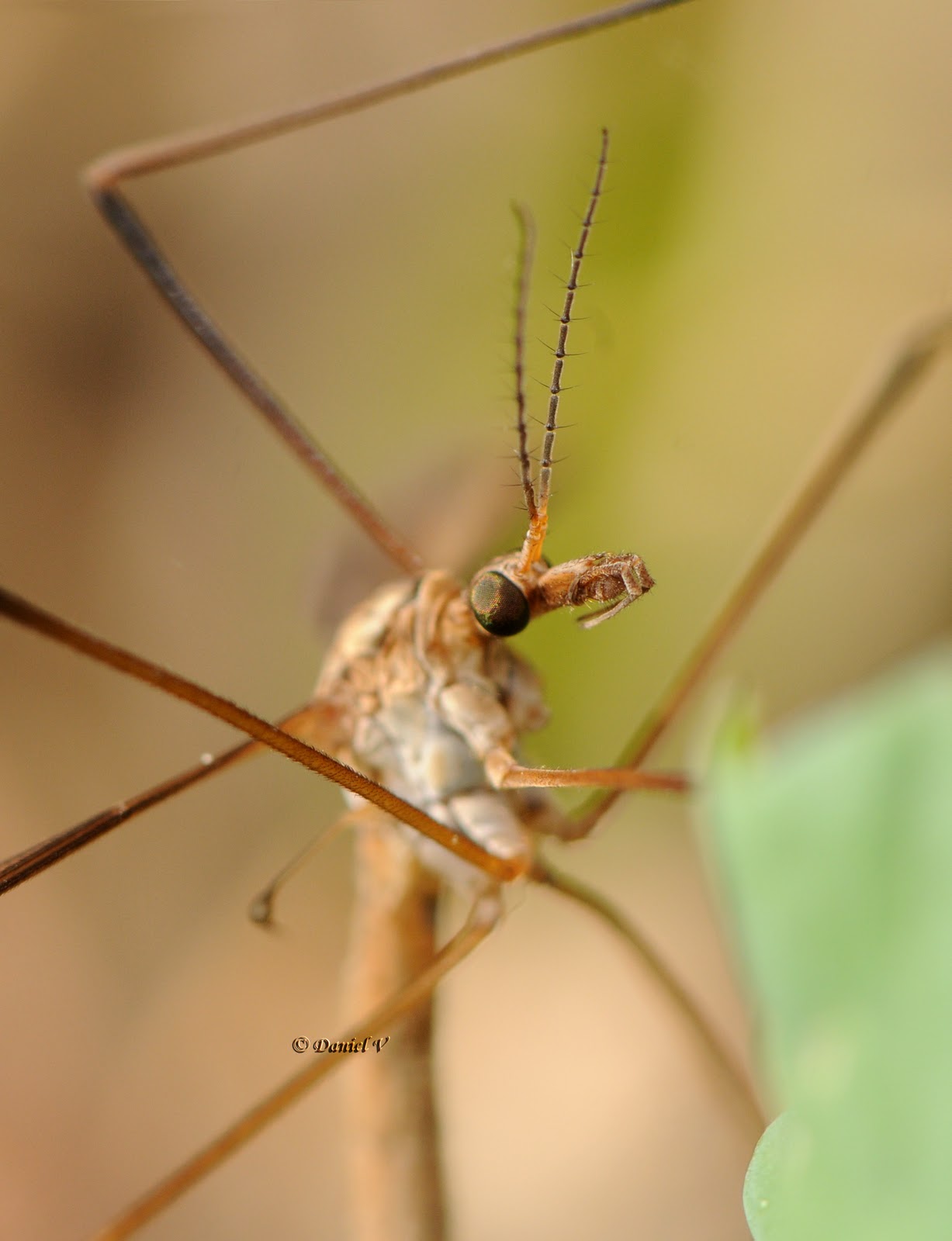 Macrophoto plaisir passion: Tipule potagère, tipula oleracea