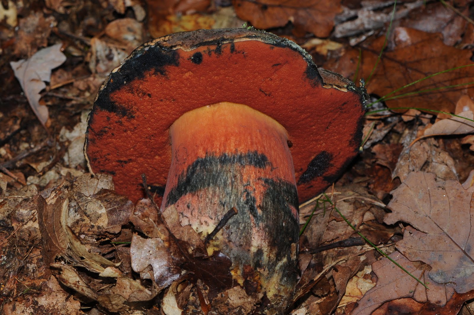 Macrophoto plaisir passion: Quelques champignons comestibles