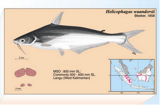 Dunia Mancing: Macam-Macam Ikan Patin
