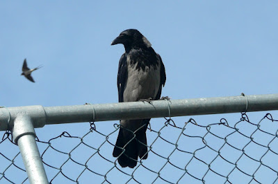 Birding On Wheels: Hooded Crows, the Irish Grey Crow.
