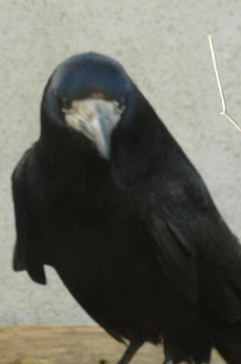 Birding On Wheels: Garden birds in pictures and a smoking Rook?