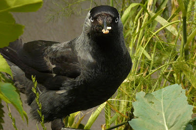 Birding On Wheels: Jackdaw fledgling