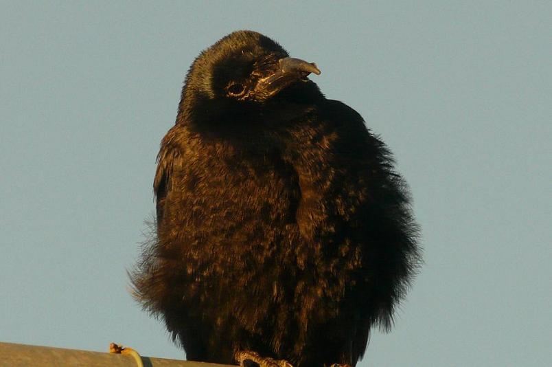 Birding On Wheels: Worries about my Rooks.