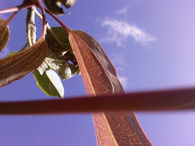 Pictures Just Pictures: YOUNG CLEMATIS LEAF WITH STEM ACROSS
