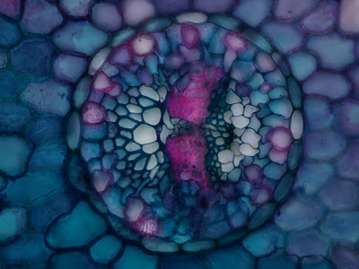 BIOLOGY-CRINA-2008: La microscop o banala frunza e altfel...