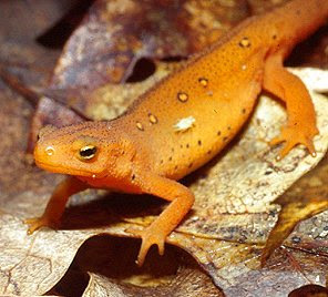 Biología en las clases: LA NEOTENIA: LA ETERNA JUVENTUD DE LOS ANFIBIOS