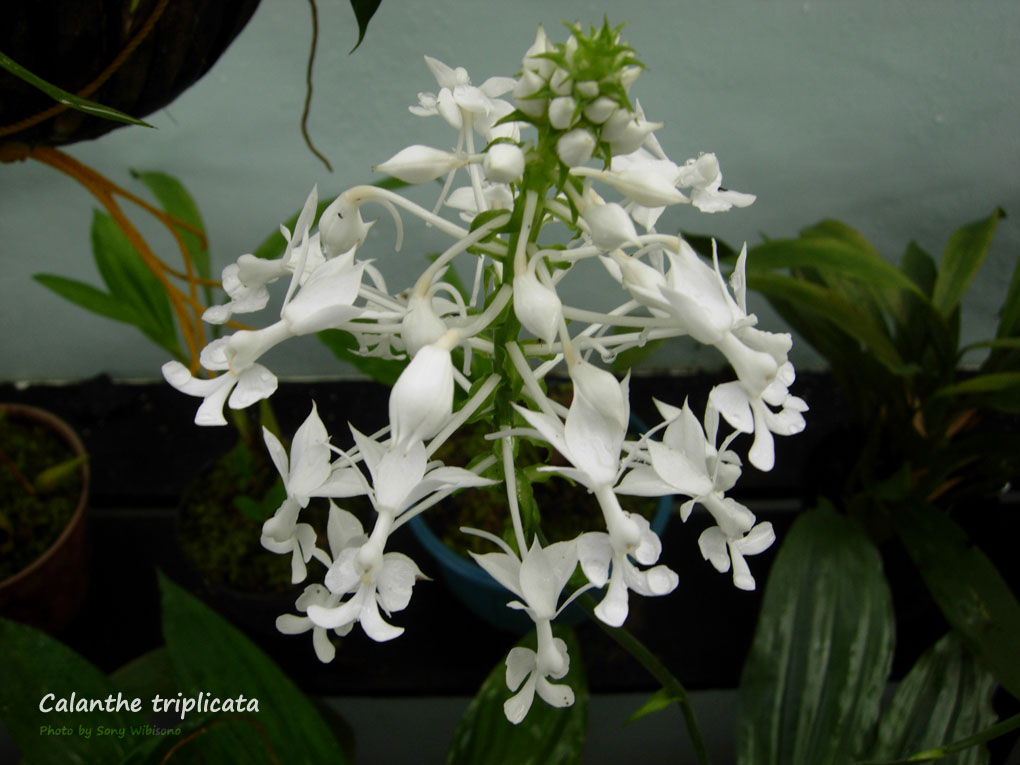 Sony Wibisono Orchids: October 2010