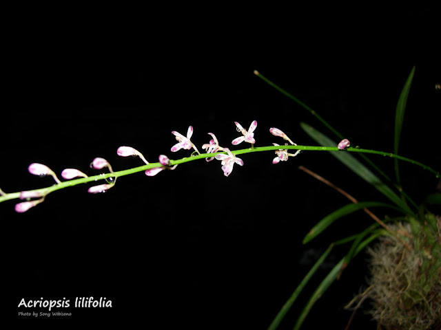 Sony Wibisono Orchids: Acriopsis liliifolia [Koenig] Ormerod 1995