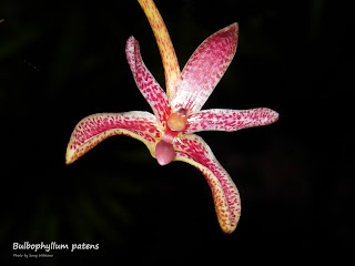 Sony Wibisono Orchids: Bulbophyllum patens King 1896