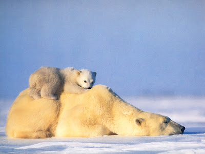Ursi Polari ,imagini pui de ursi polari ~ Peisaje de Iarna