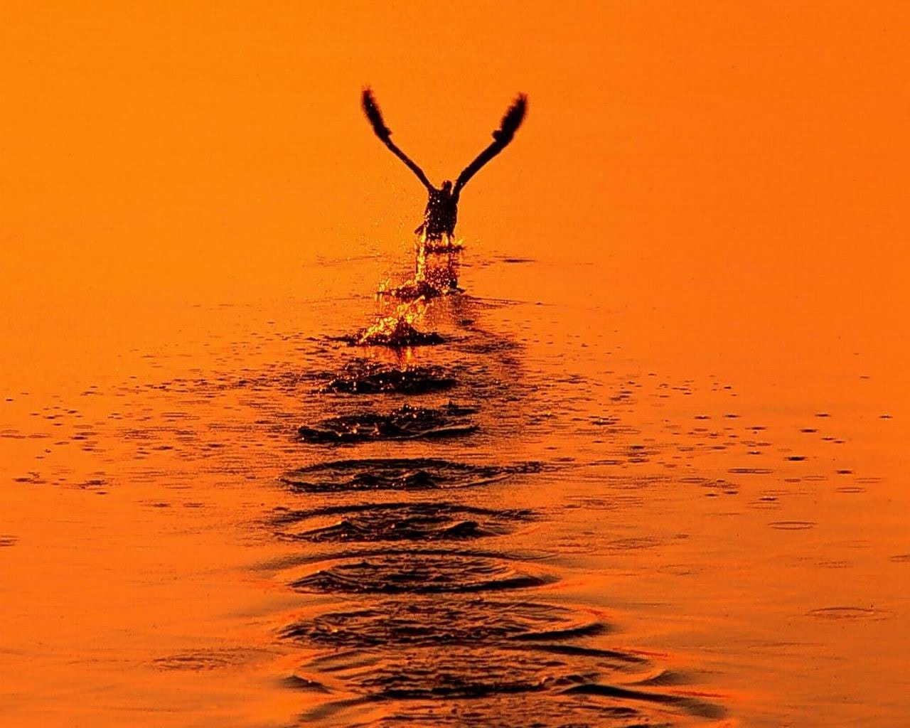 Poze desktop animale | Poze Super Misto