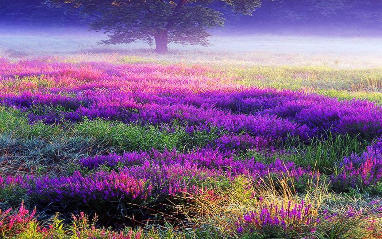 Peisaje Superbe de Toamna ~ Peisaje de Iarna